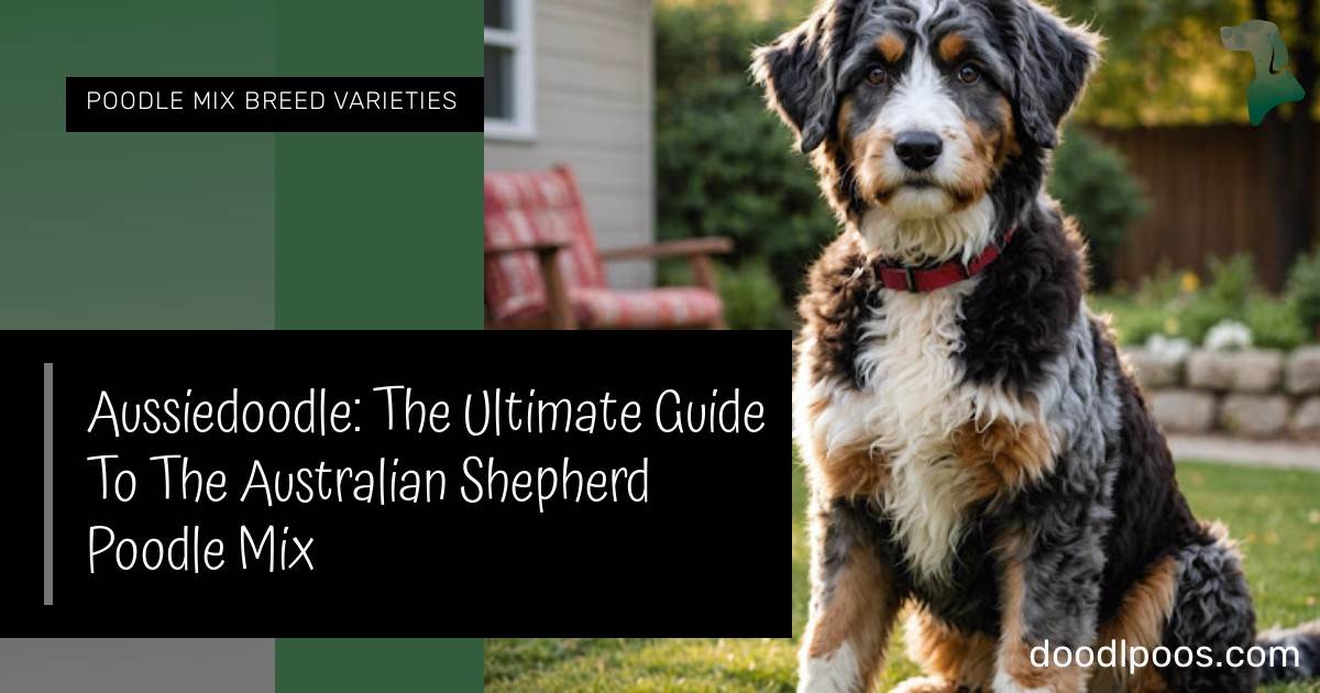 Aussiedoodle: The Ultimate Guide To The Australian Shepherd Poodle Mix ...