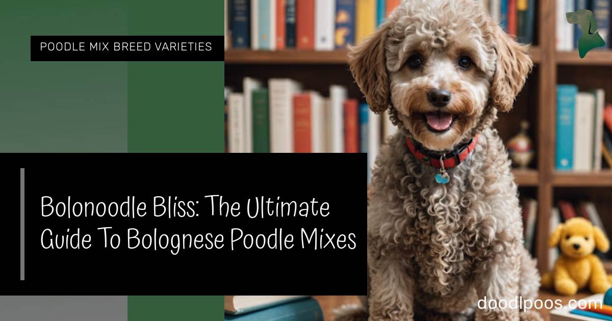 Bolonoodle Bliss: The Ultimate Guide To Bolognese Poodle Mixes ...