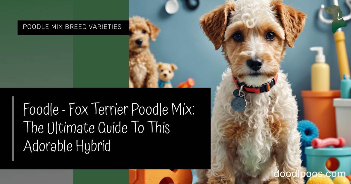 Foodle - Fox Terrier Poodle Mix: The Ultimate Guide To This Adorable ...