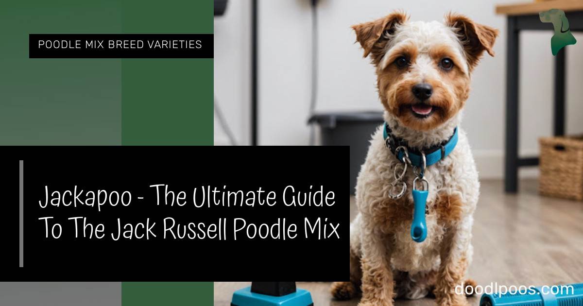 Jackapoo - The Ultimate Guide To The Jack Russell Poodle Mix - Doodles ...