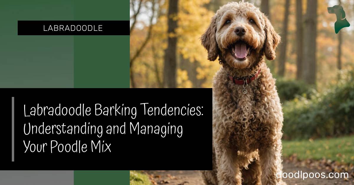 Labradoodle Barking Tendencies: Understanding and Managing Your Poodle Mix
