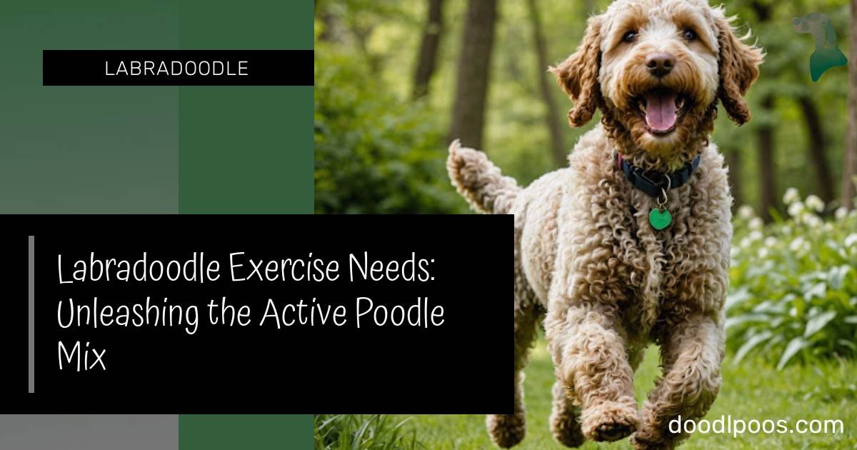 Labradoodle Exercise Needs: Unleashing the Active Poodle Mix