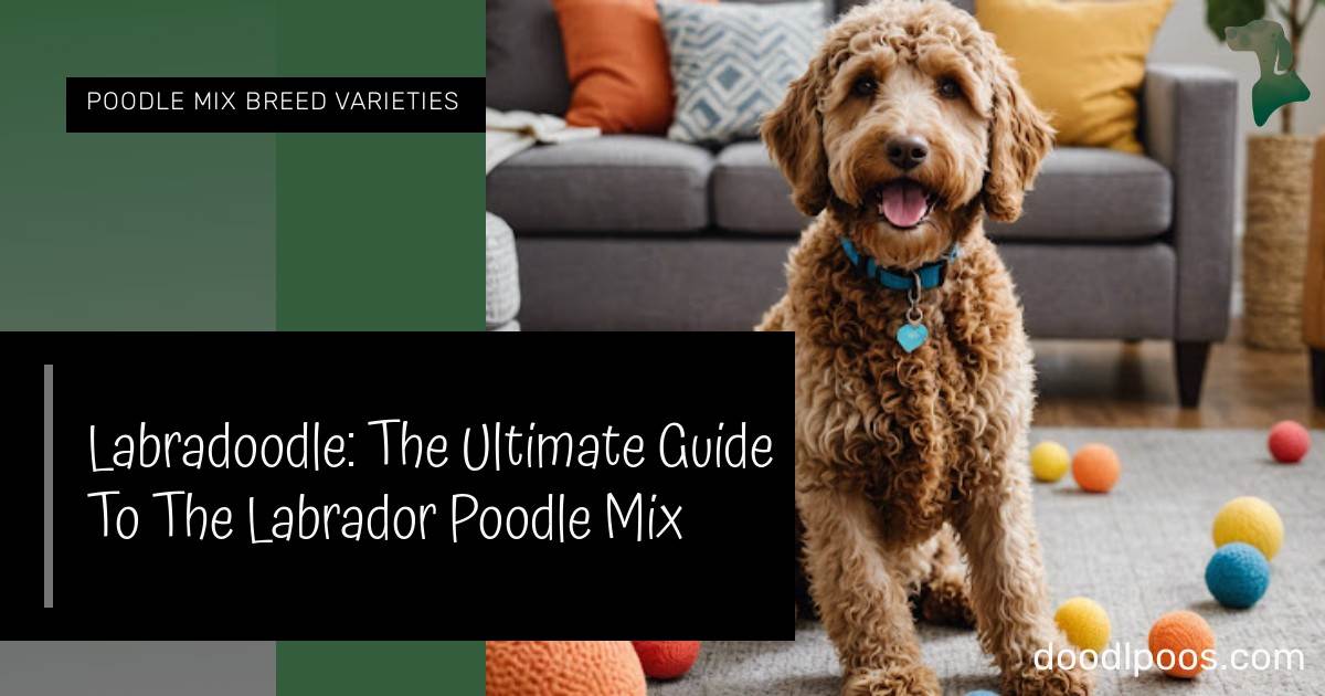 Labradoodle: The Ultimate Guide To The Labrador Poodle Mix - Doodles n ...