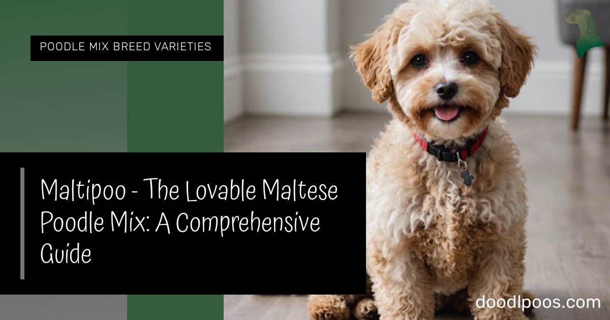 Maltipoo - The Lovable Maltese Poodle Mix: A Comprehensive Guide ...