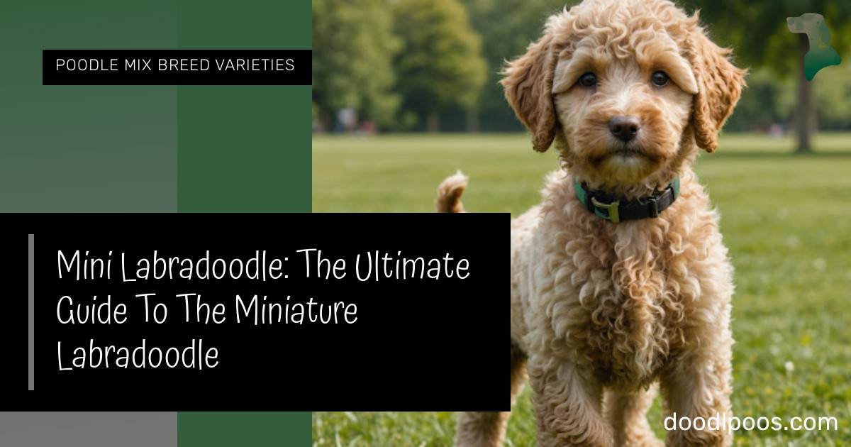 Mini Labradoodle: The Ultimate Guide To The Miniature Labradoodle ...