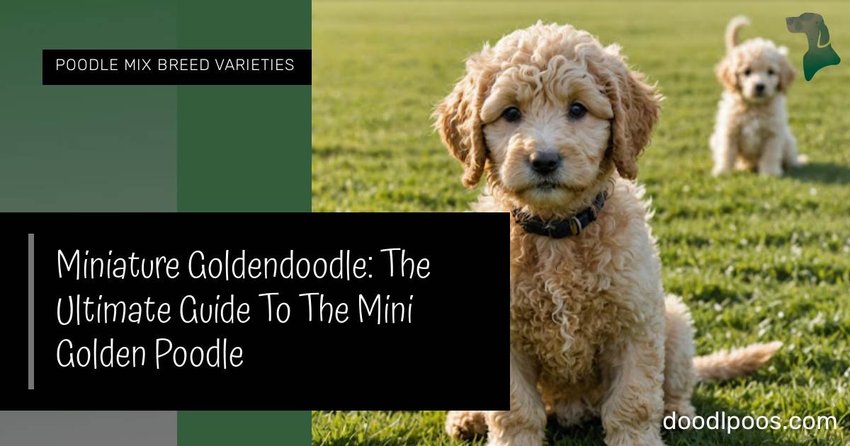 Miniature Goldendoodle: The Ultimate Guide To The Mini Golden Poodle ...