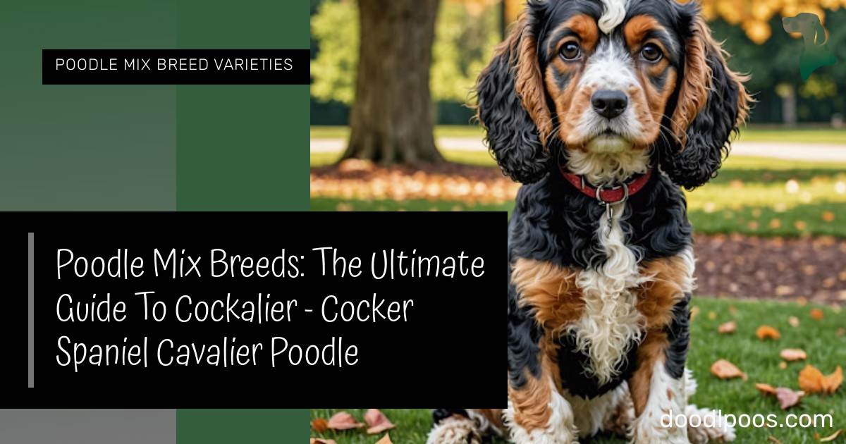 Poodle Mix Breeds: The Ultimate Guide To Cockalier - Cocker Spaniel ...