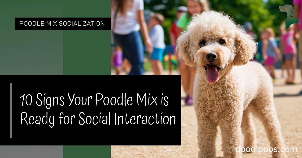 10 Signs Your Poodle Mix is Ready for Social Interaction