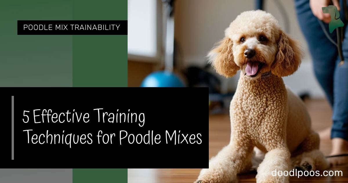 5 Effective Training Techniques for Poodle Mixes