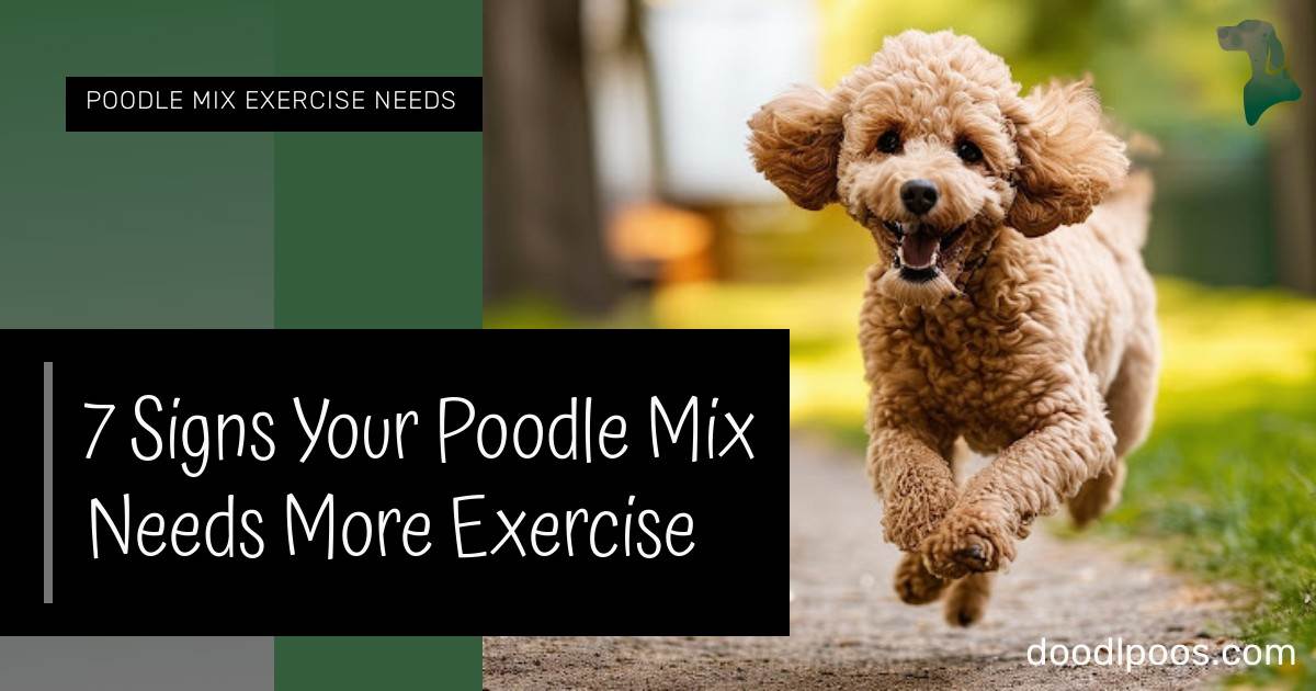 7 Signs Your Poodle Mix Needs More Exercise