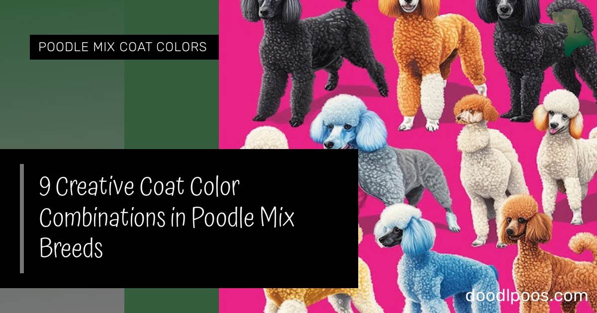 9 Creative Coat Color Combinations in Poodle Mix Breeds
