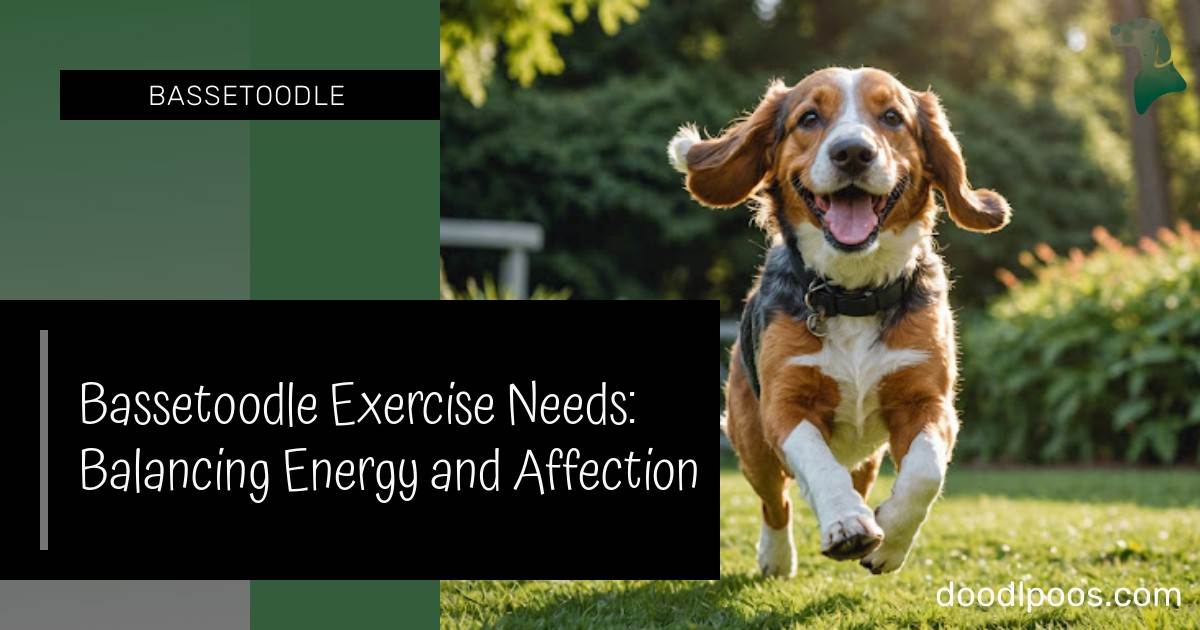 Bassetoodle Exercise Needs: Balancing Energy and Affection