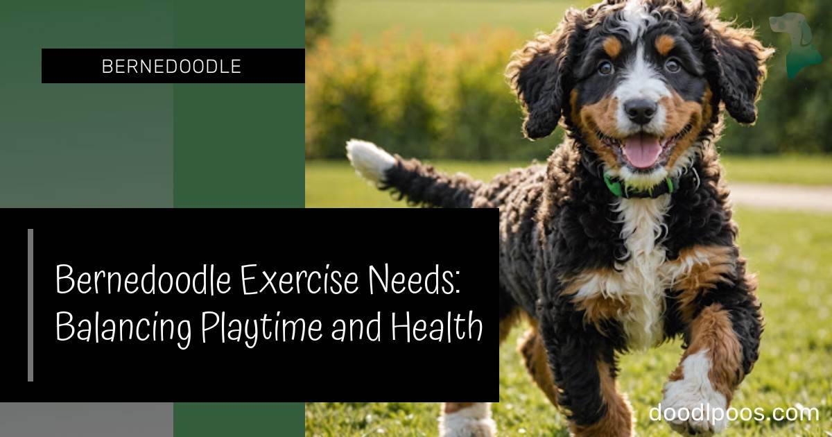Bernedoodle Exercise Needs: Balancing Playtime and Health Bernedoodle Exercise Needs: Balancing Playtime and Health