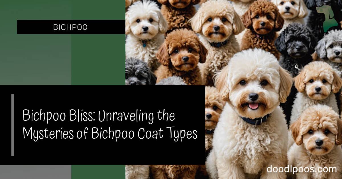 Bichpoo Bliss: Unraveling the Mysteries of Bichpoo Coat Types