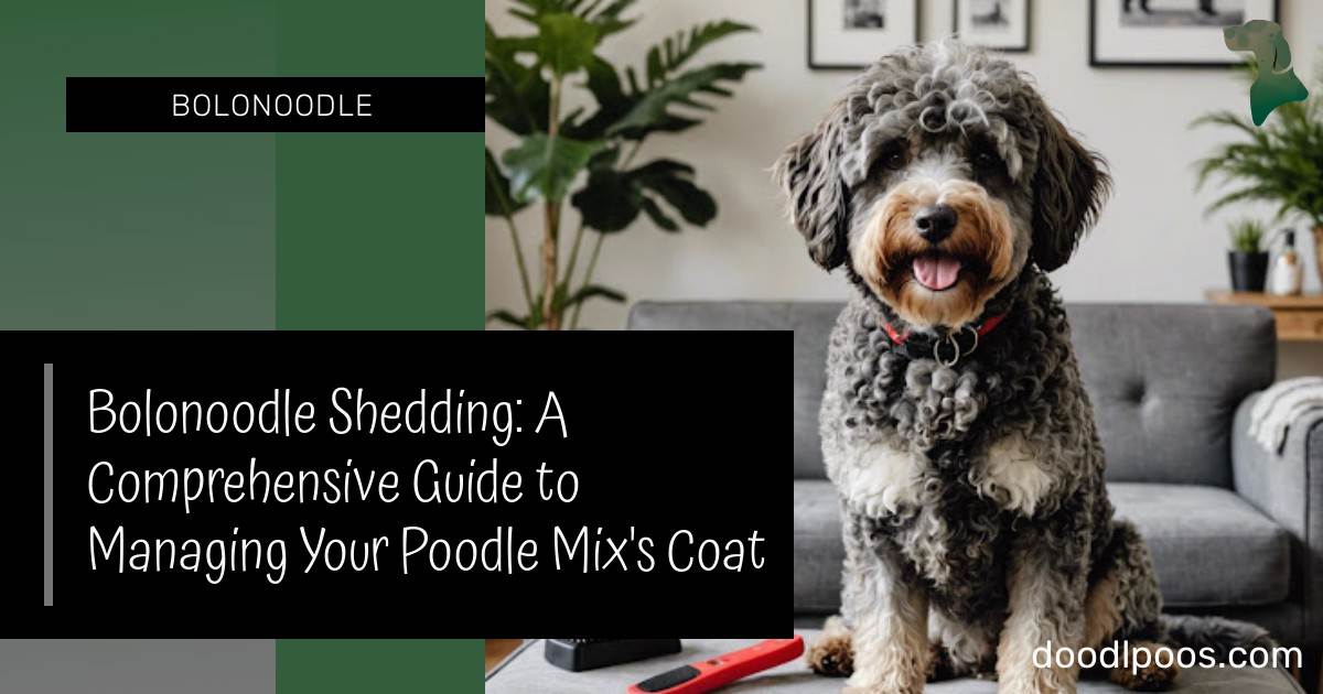 Bolonoodle Shedding: A Comprehensive Guide to Managing Your Poodle Mix ...