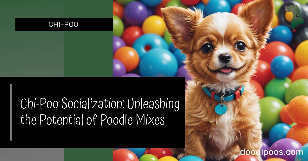 Chi-Poo Socialization: Unleashing the Potential of Poodle Mixes