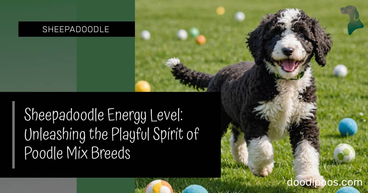 Sheepadoodle Energy Level: Unleashing the Playful Spirit of Poodle Mix ...