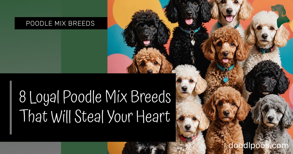 8 Loyal Poodle Mix Breeds That Will Steal Your Heart