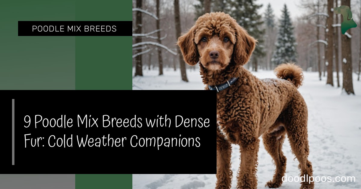 9 Poodle Mix Breeds with Dense Fur: Cold Weather Companions