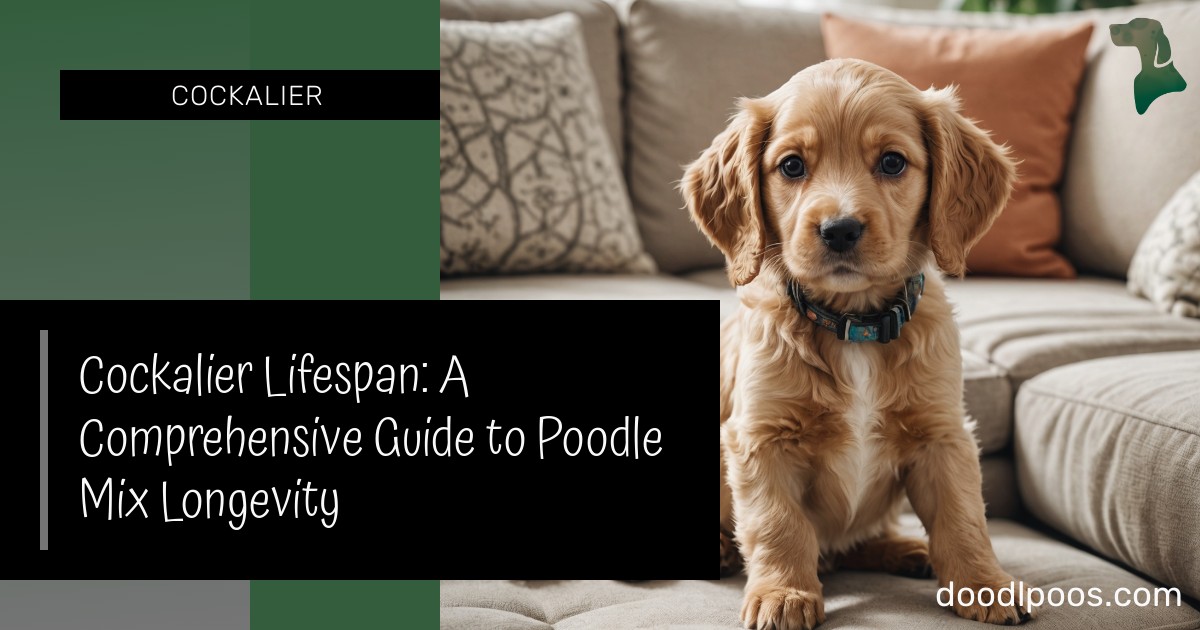 Cockalier Lifespan: A Comprehensive Guide to Poodle Mix Longevity