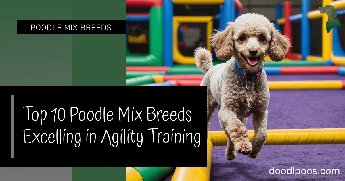 Top 10 Poodle Mix Breeds Excelling in Agility Training