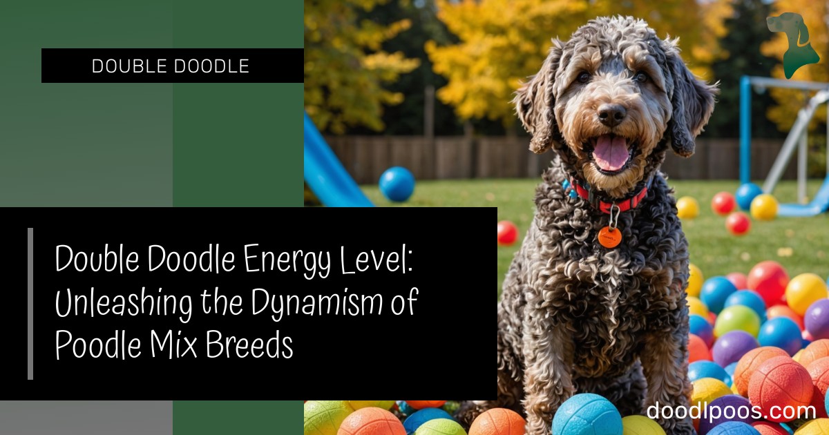 Double Doodle Energy Level: Unleashing the Dynamism of Poodle Mix Breeds