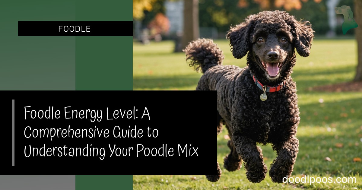 Foodle Energy Level: A Comprehensive Guide to Understanding Your Poodle Mix